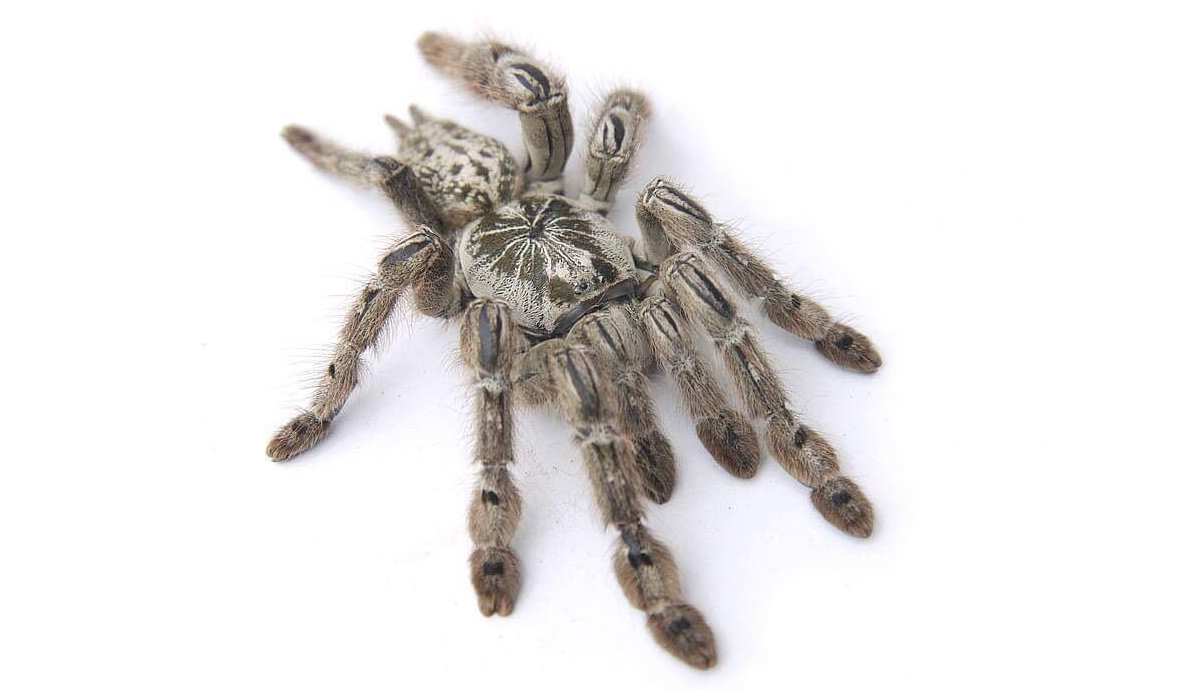 Invertebrates - The Association of Zoo & Exotic Veterinary Nurses