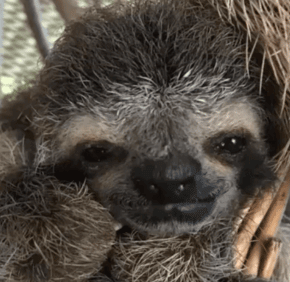 The Sloth Institute of Costa Rica - "Life in the Slow Lane" - The ...