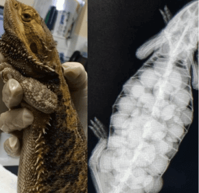 Reproductive Pathology in Captive Lizards - The Association of Zoo ...