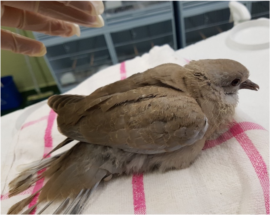 Shedding Light on the Collared Dove Plight - The Association of Zoo ...